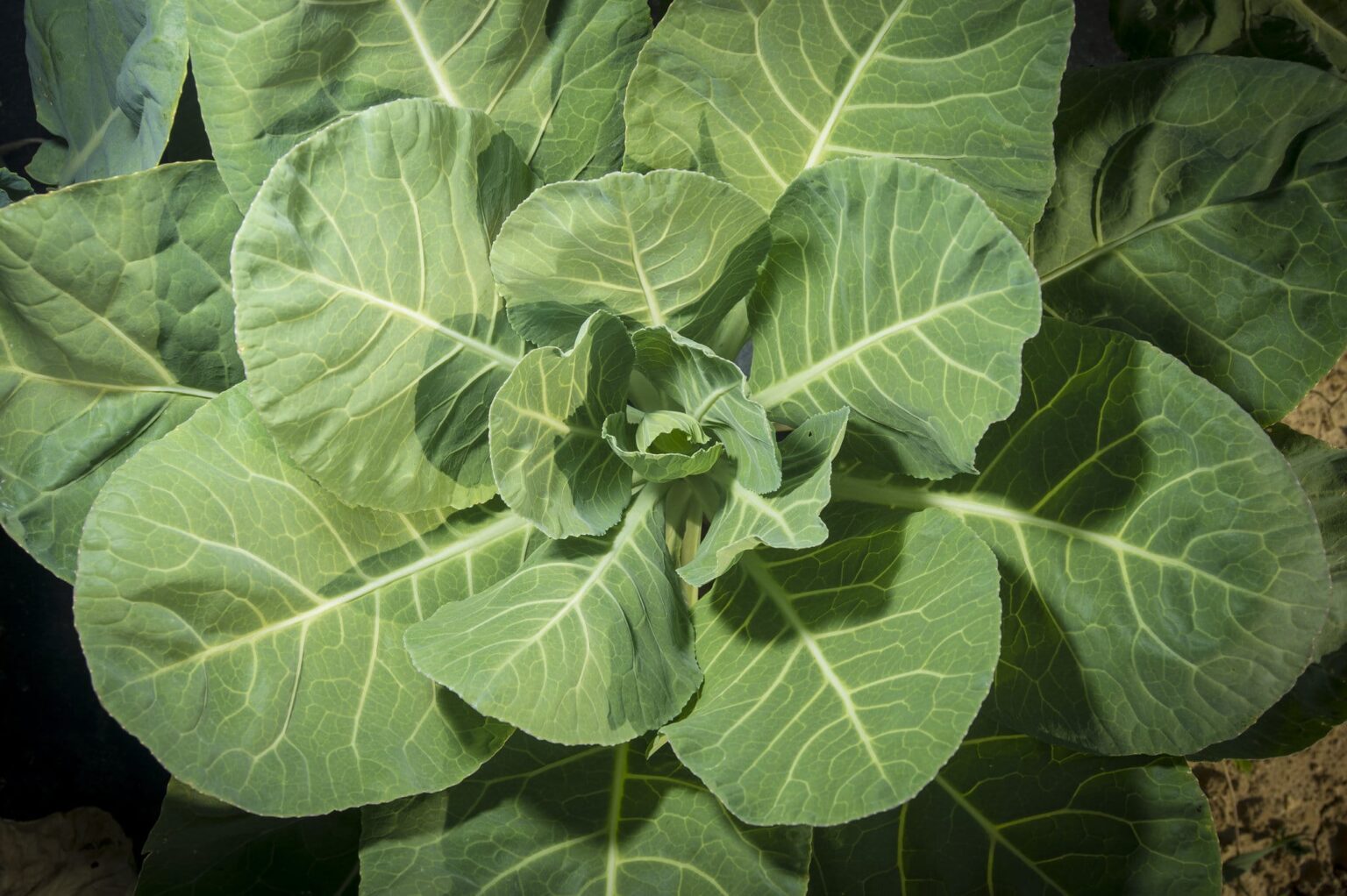 What vegetables grow in Georgia in the fall?