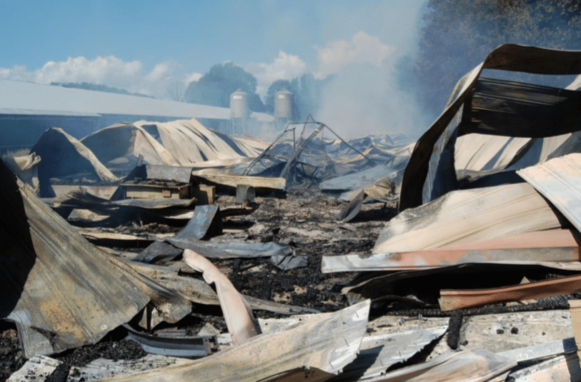 Fire That Killed More Than 8,500 Chickens In Fannin County Ruled Arson