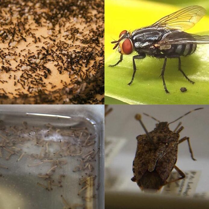 Your Guide To Handling Summer Pests