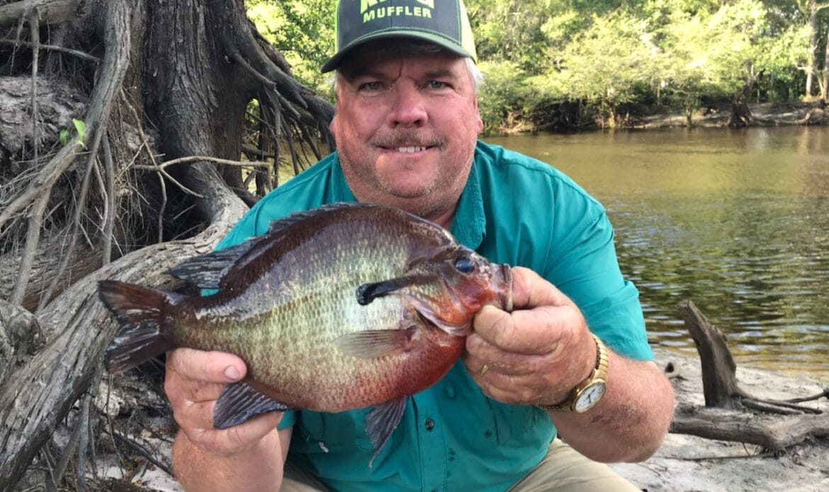Georgia man catches Record-breaking Redbreast Sunfish on Satilla River