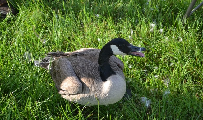 Canada Geese Will Be Molting in Georgia Soon: Don't Shoot Them