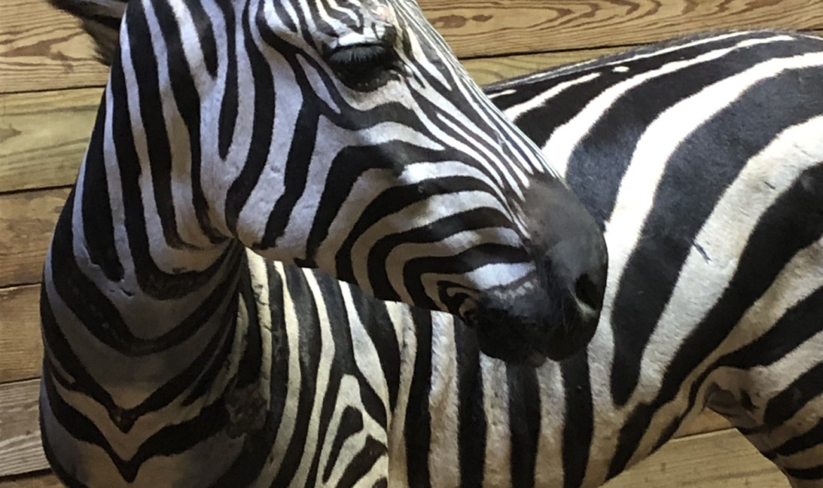 Meet Zoo Atlanta's New Star: Imara the Plains Zebra