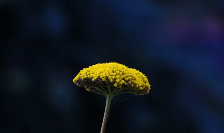 What is Today's Pollen Count in Georgia?