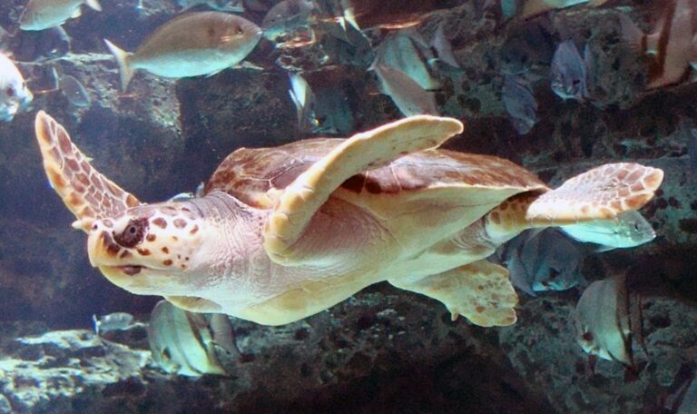 Shell Yeah! Georgia's Loggerhead Turtles Make Waves As Nesting Season ...