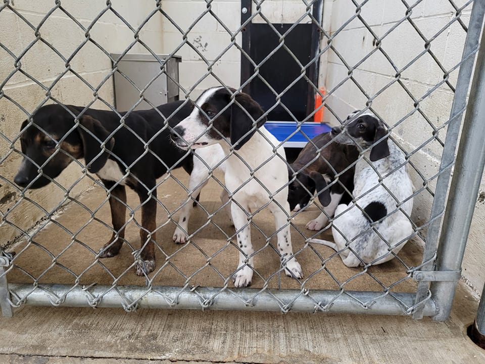 Rescue Groups Call for Change After a Pregnant Dog was Euthanized in ...