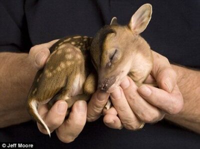Leave that baby deer alone, Georgia
